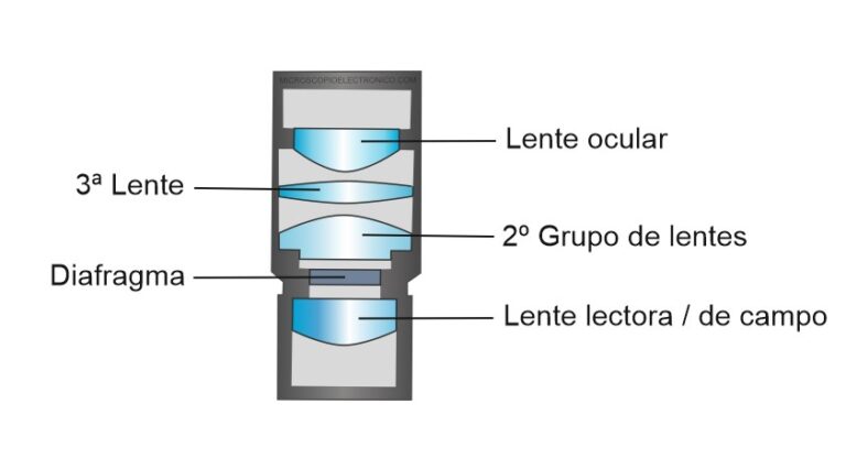 Ocular del microscopio - Partes del microscopio óptico